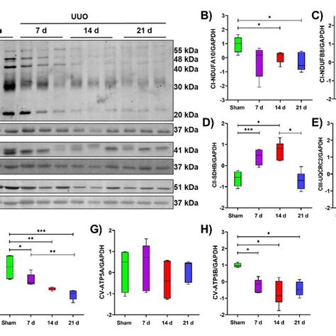 Representative Oxphos Protein Levels In The Temporal Course Of The
