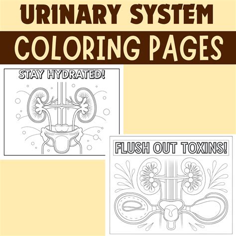 Coloring Pages Urinary System 2025