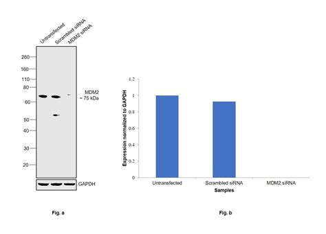 Mdm2 Antibody 33 7100