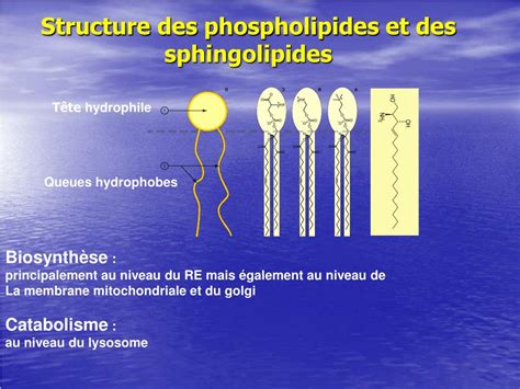 Ppt Maladies Héréditaires Liées Au Métabolisme Des Phospholipides Et
