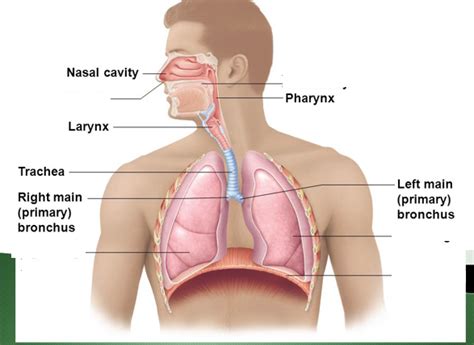Pharynx And Larynx Anatomy