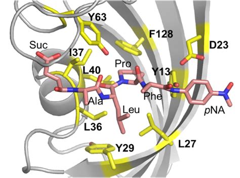 Epr And Nmr Of Biopolymers Polifaces