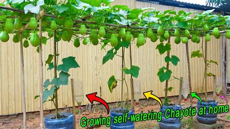 How To Grow Chayote In Container Step By Step Guide 2026