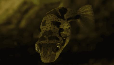 Pea Puffers Care Guide Tank Setup Diet And Breeding The Aquarium Guide