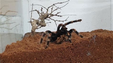 Tarantula Grasshopper Youtube