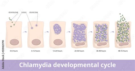 Chlamydia Developmental Cycle The Elementary Body Attaches To A Host Cell And Differentiates