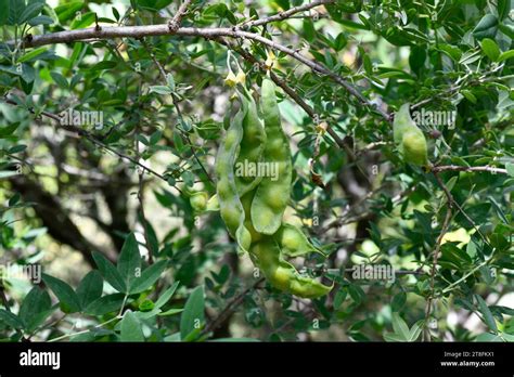 Stinking Bean Trefoil Anagyris Foetida Is A Medicinal And Toxic Shrub