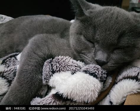 熟睡的猫高清图片下载红动中国