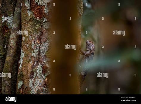 Cuviers Madagascar Swift Oplurus Cuvieri Black Grey Lizard In The