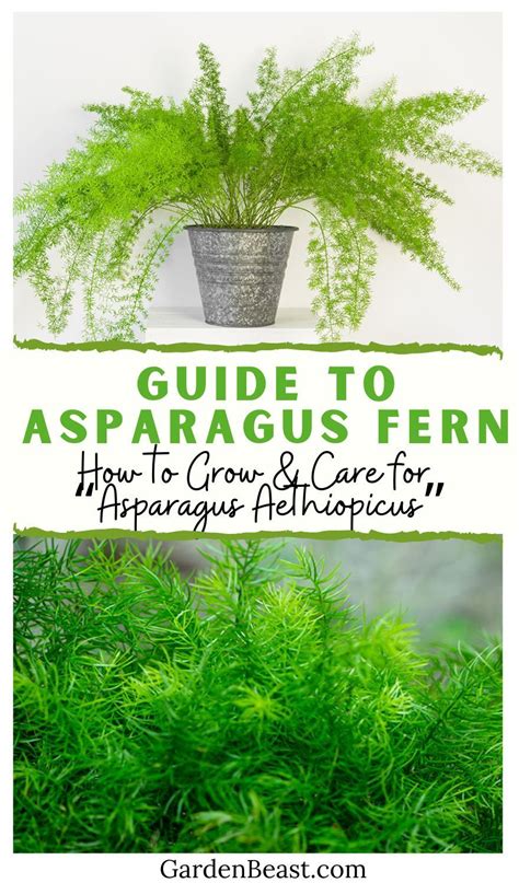 How To Identify And Care For Asparagus Fern Plants Artofit