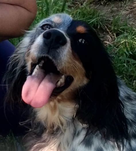 Flora The Setter And Pointer Project