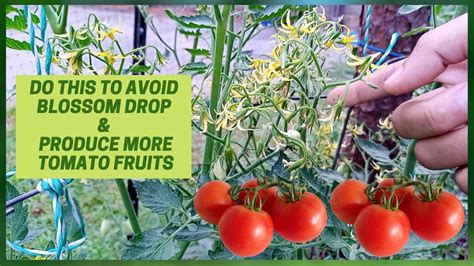 Do Beefsteak Tomatoes Need Pollination At Jamison Brown Blog