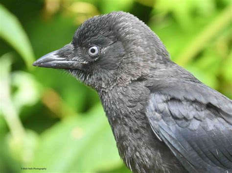 Jackdaw 9187 Birdforum