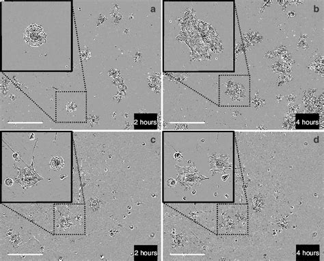 Toxicity Of Small And Large Plasmid 2 And 4 Hours After Download