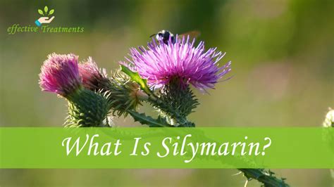 The 7 Vital Silymarin Health Benefits Your Body Needs