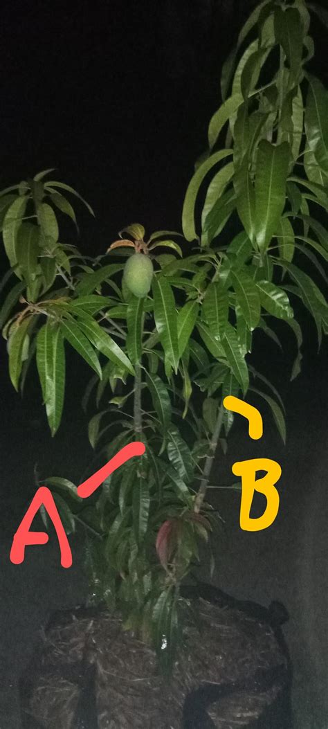 How Should I Prune My Mango Tree R Australianplants