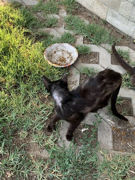 Weird Black Spots On Cat And Massive Balding Spots Album On Imgur