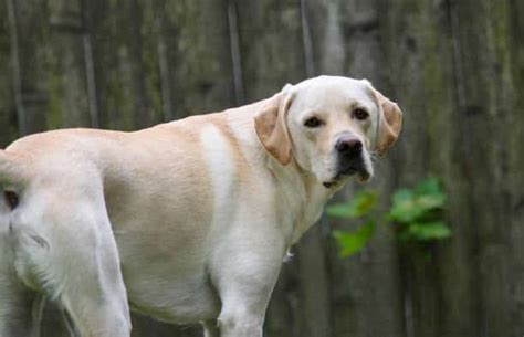 What Is The Average Weight Of Labrador Retriever
