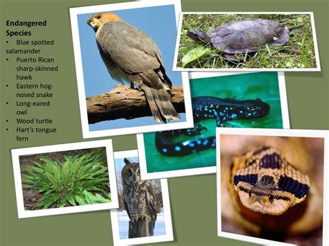 Ppt The Deciduous Forest Powerpoint Presentation Free Download Id