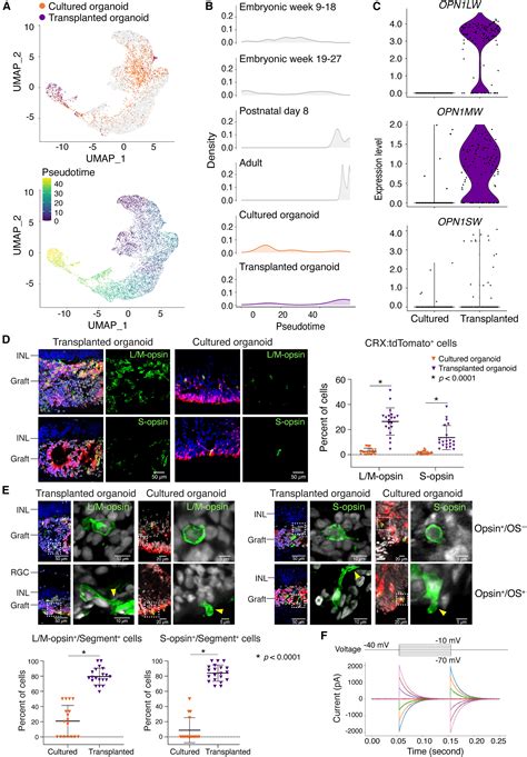 Single Cell Transcriptome Analysis Of Xenotransplanted Human Retinal Organoids Defines Two