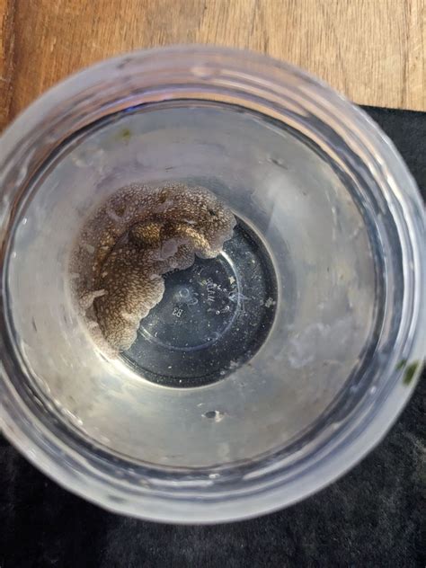 Anyon Looking For A Giant Predatory Flatworm General Reef Keeping