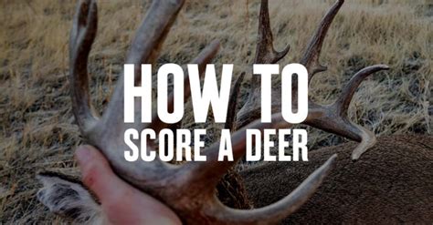 Scouting For Deer The Definitive Guide Onx Hunt