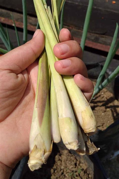 Tips For Growing Lemongrass Indoors Gardeners Path