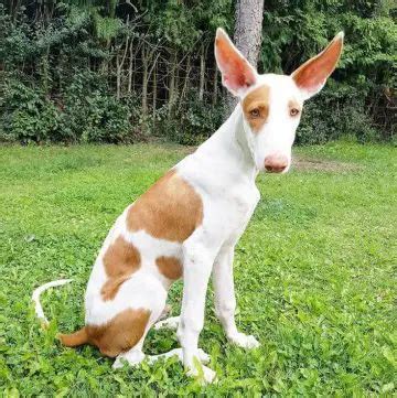 15 Photos Of Ibizan Hound Puppies With Pure Beauty