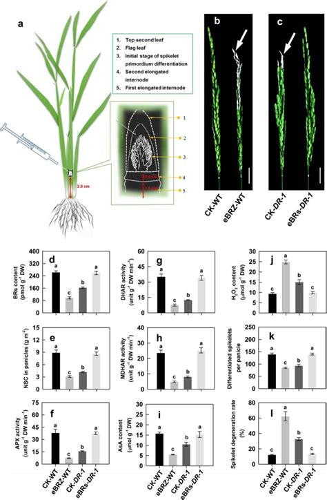 Role Of Brassinosteroids In Rice Spikelet Differentiation And
