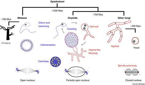 Introduction To The Chytridiomycota