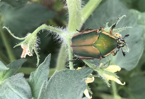 Green June Beetle Essential Facts And Tips Whats That Bug