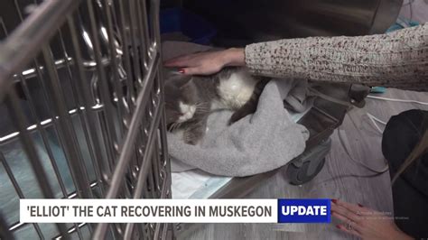 Rip Elliot The Stray Cat Found Frozen To The Ground Pain In The Bud