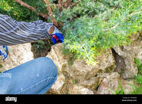 Pruning And Shaping Juniper A Gardener Uses Pruning Shears To Prune Branches Of A Decorative