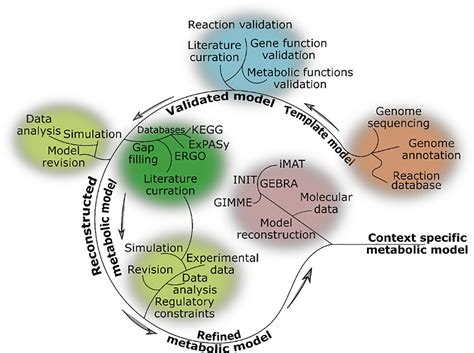 Integration Of Genome Scale Metabolic Networks And Gene Regulation Of