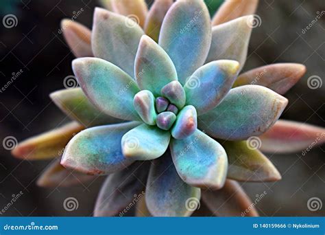 Radial Symmetry In Plants