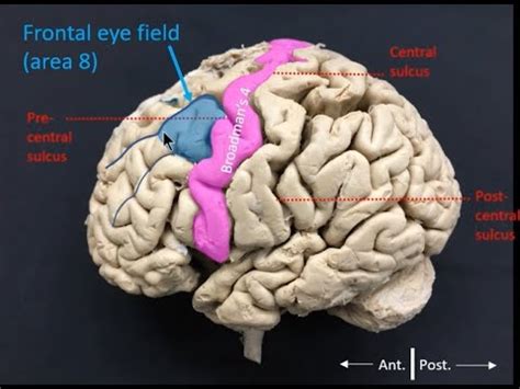 Frontal Eye Field Youtube