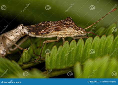 Adult Leaf Footed Bugs Stock Image Image Of Details 258935277