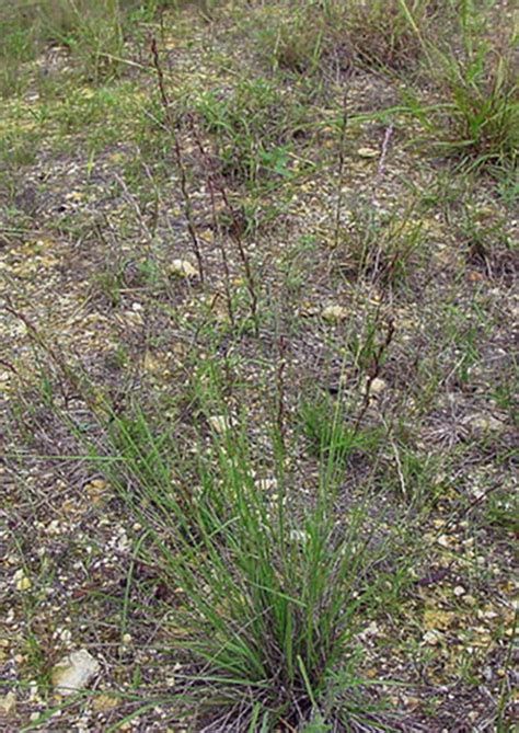 Tall Dropseed Native American Seed