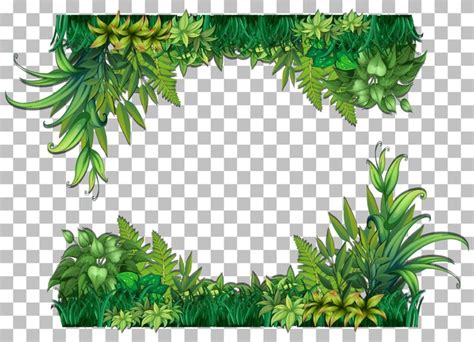 Rainforest Clipart Border