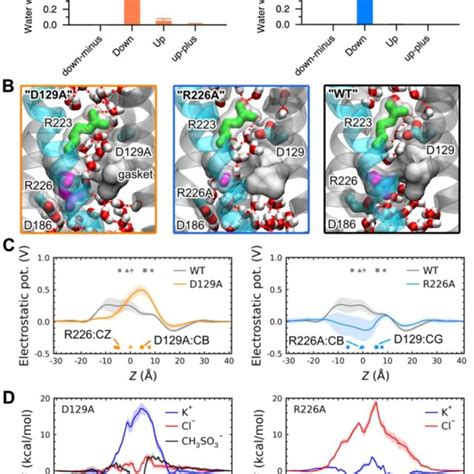 State Dependent Selective Ion Conduction Through Ci Vsp Mutants A