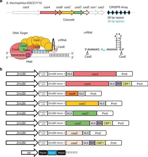 The Repurposing Of Type I E Crispr Cascade For Gene Activation In Plants Pmc