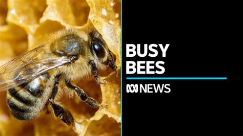 How Can Bees Monitor Pollution For Us Abc News