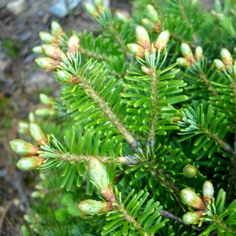 Organic Silver Fir Seeds Abies Alba Shipping Is Free For Orders
