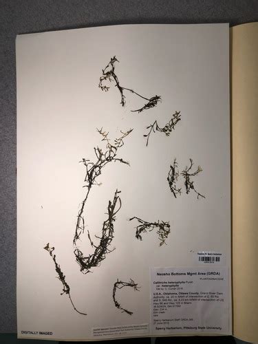 Wetland Plants Species 72 102 Flashcards Quizlet