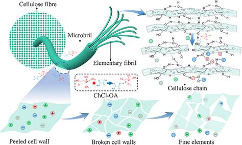 The Proposed Concept Of Chcl Oa Interactions With Cellulose During The Download Scientific