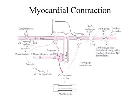 Cardiac Structure And Control Ppt Download