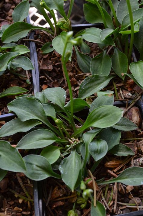 Hosta Tiny Tears Secret Garden Growers