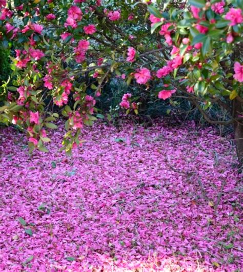 一心に一所懸命な姿 賓主互換 Mariri Chado日常茶道の「の」の話