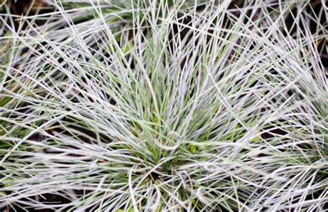Festuca Características Hábitat Variedades Usos Rasgos Planta