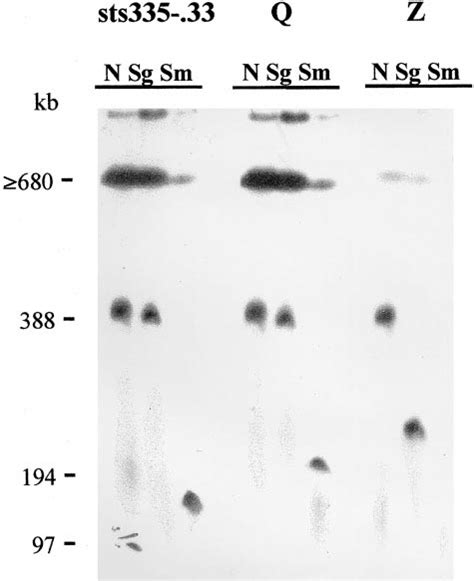 Example Of The Pulsed Field Gel Electrophoresis Pfge Analysis Around